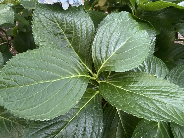 Hydrangea macrophylla 'Big Daddy' | Brookgreen